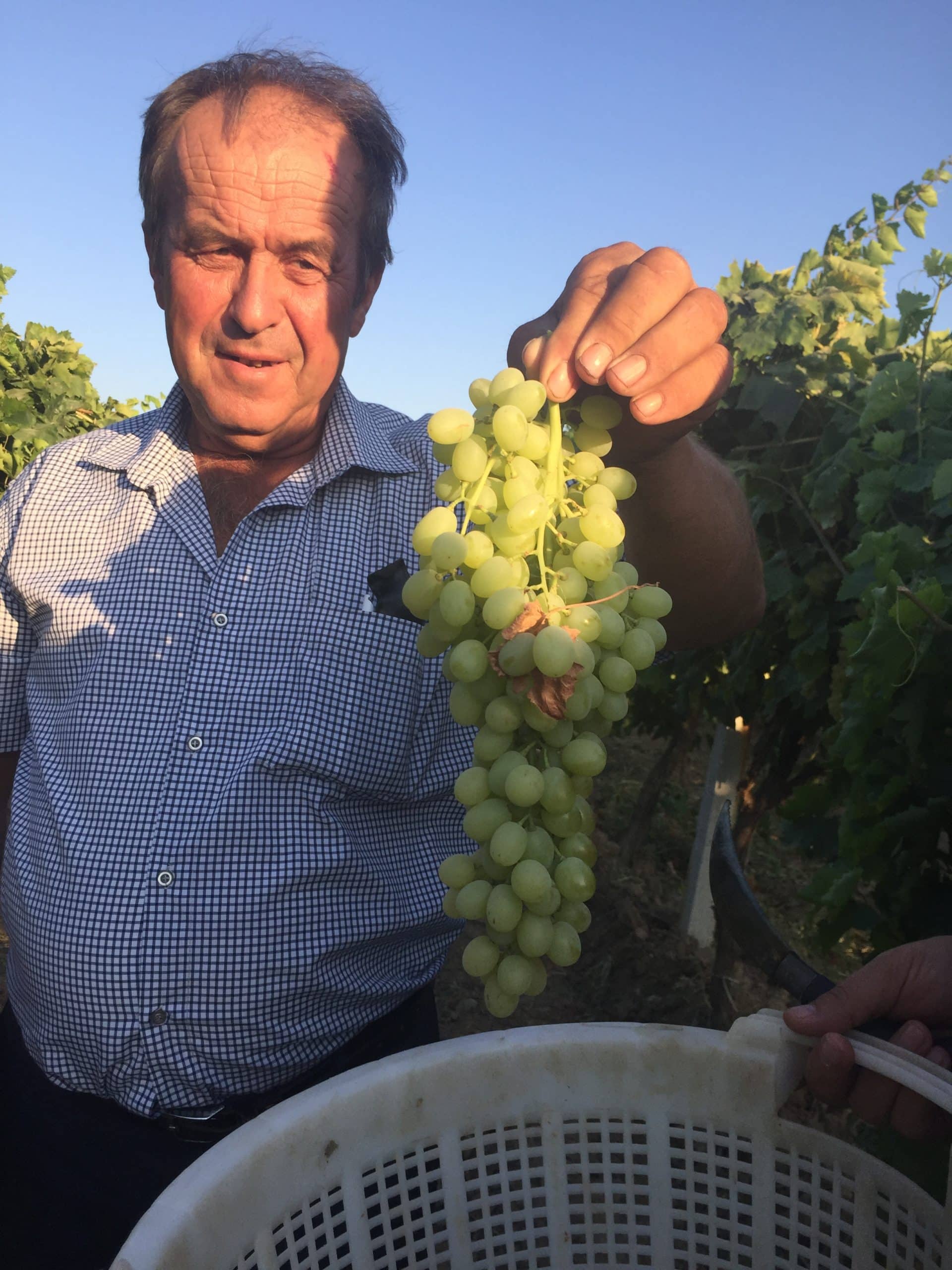 Sultana Raisins: Farmers have high expectations - Commodity Board ...