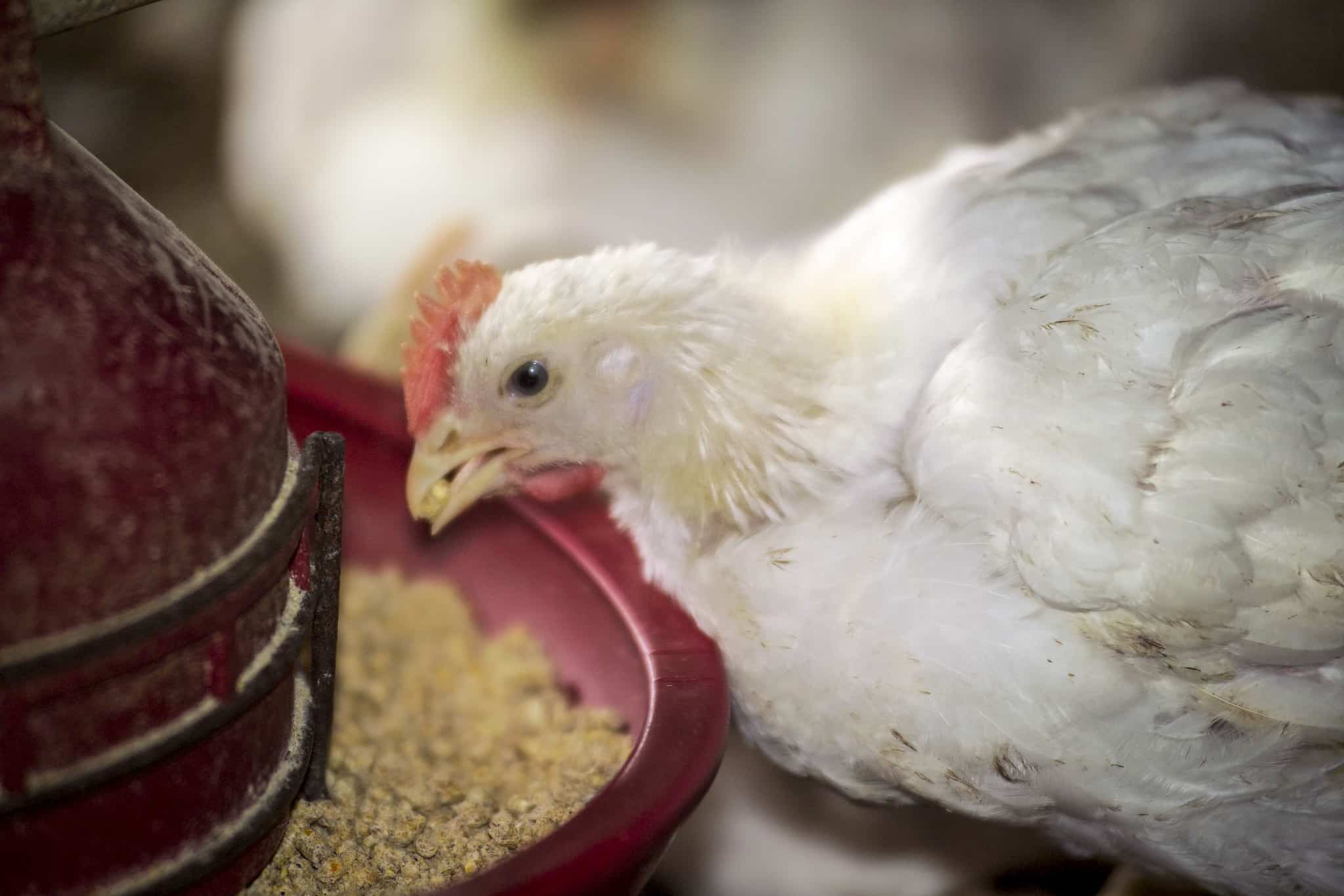 Feeding Demand and Our No. 1 Customer - Commodity Board Europe GmbH