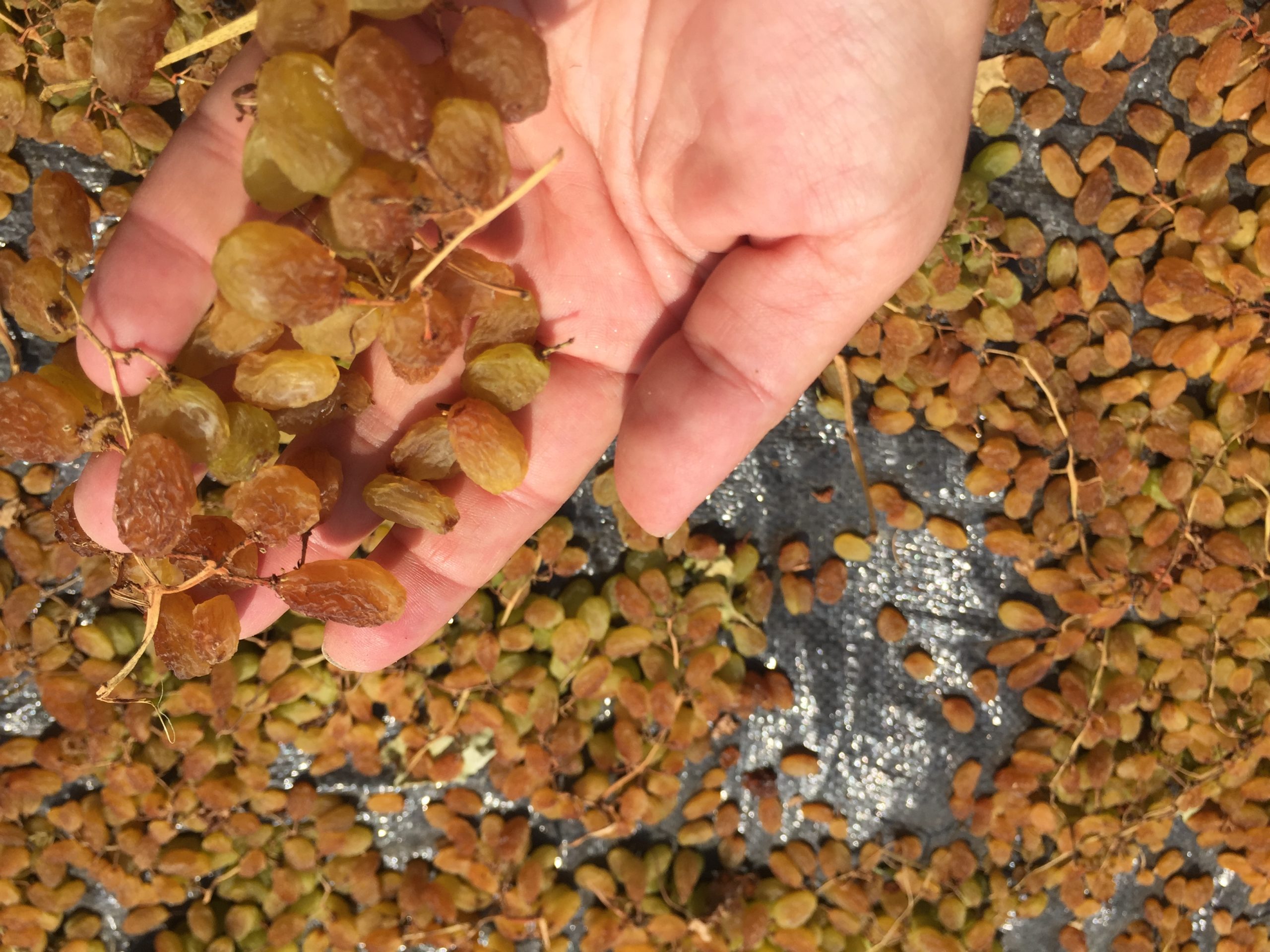 Turkish Dried Raisins: TMO Excitement in Producers - Commodity Board ...