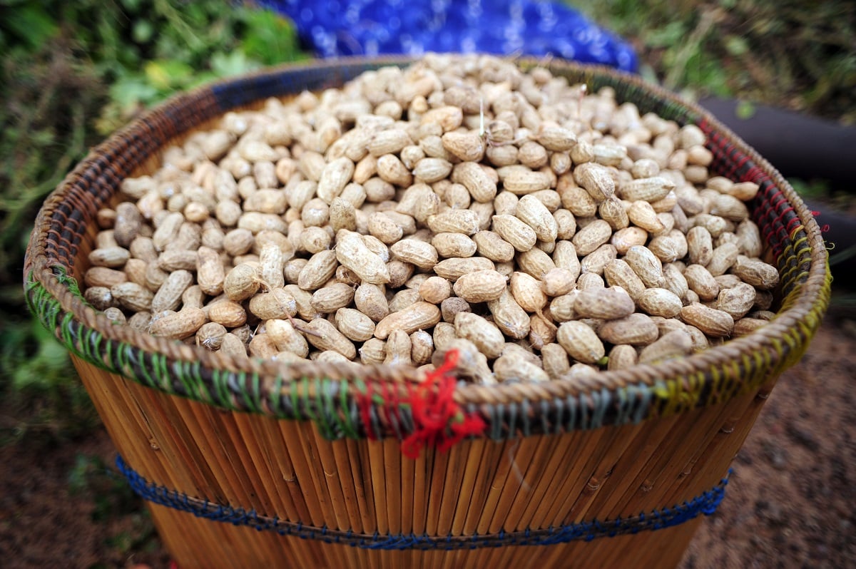 India: Gujarat To Harvest Record High In Groundnut - Commodity Board ...