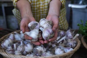 India's Sizzling Export Success Of Garlic in FY2024 - Commodity Board ...