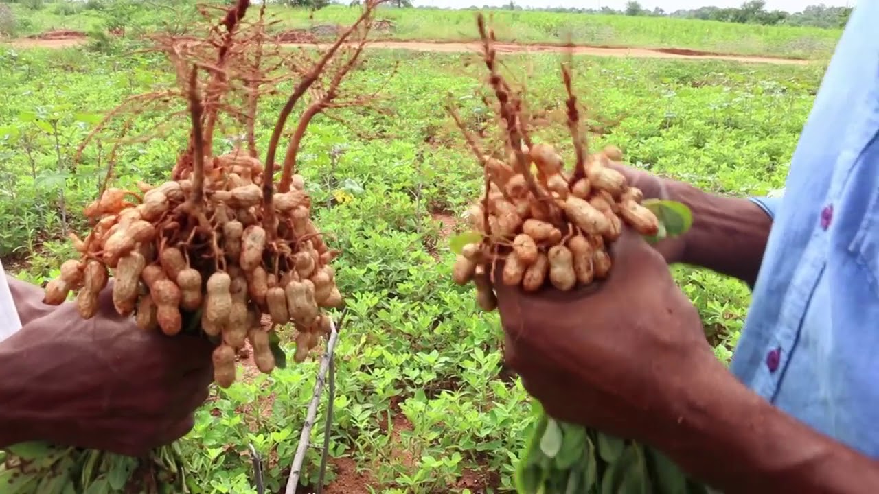 India Continues To Be One Of The Leaders In Groundnut Providers ...
