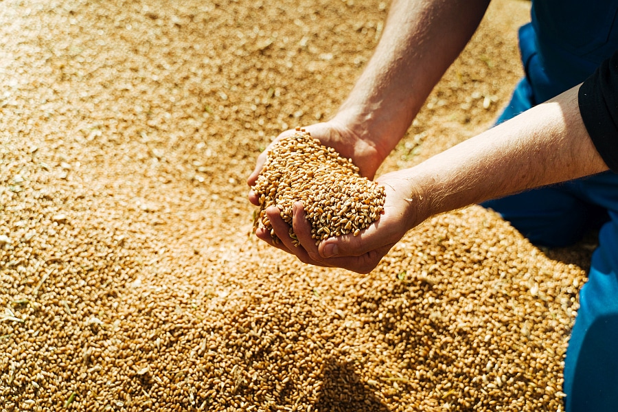 The Price of Barley in Ukraine Has Passed Its Peak - Experts ...