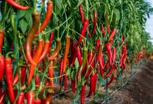 Red Chilli Price Surge: A Boon for Farmers Amidst Export and Demand ...