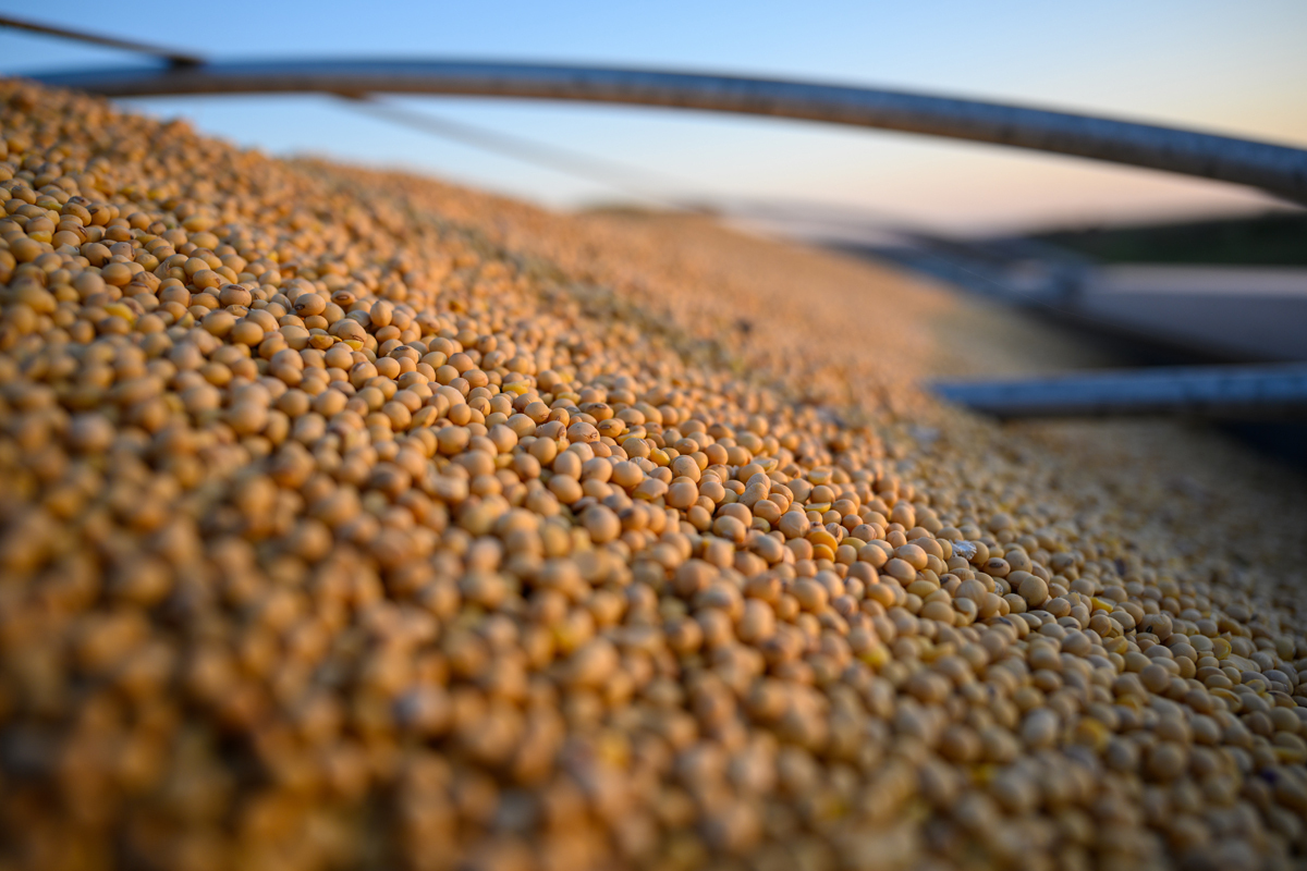 China's Soybean Imports Witness Downtrend in Early 2024 - Commodity ...