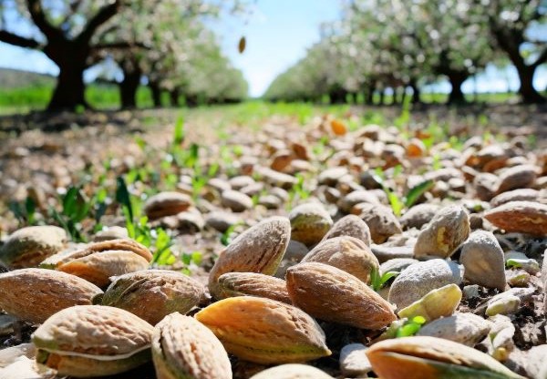 Almond Industry Update: Strong Market Demand, Optimistic Outlook, and ...