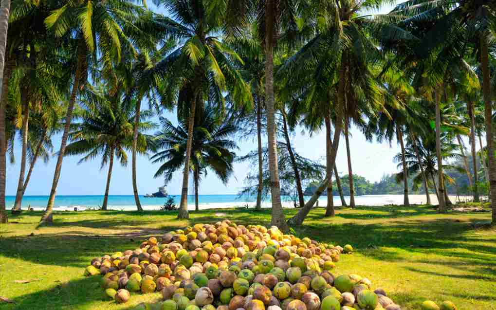 Boost for Tamil Nadu Farmers: Coconut Procurement Begins - Commodity ...
