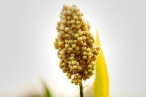 Millet Market Trends: Stable Prices & Balanced Demand in 2024