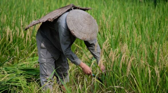 Commodity Board Europe GmbH - News and Information about Agricultural ...