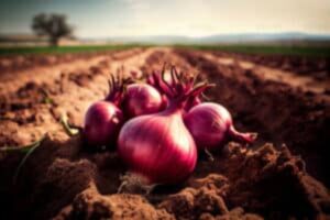 Onion Market Outlook: Saurashtra Acreage Soars, Stable Wholesale Prices