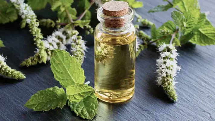 Peppermint Oil Market Analysis: U.S. Tariffs Hit Indian Exports, Global Outlook 2024