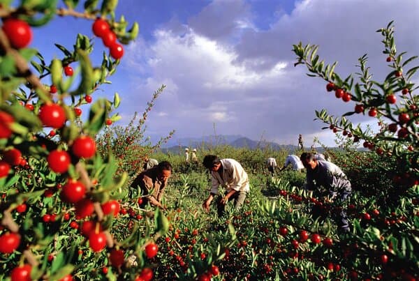 Goji Berry Market 2025: Prices Surge Amid Supply Crisis & Volatile Outlook