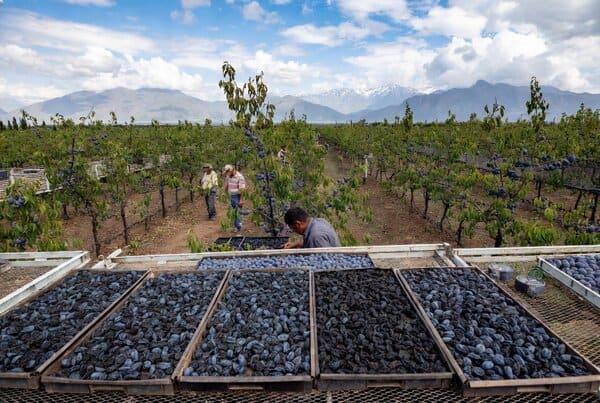 Chile’s Dried Plum Output Set to Rise 20% by 2030, Posing Market ...