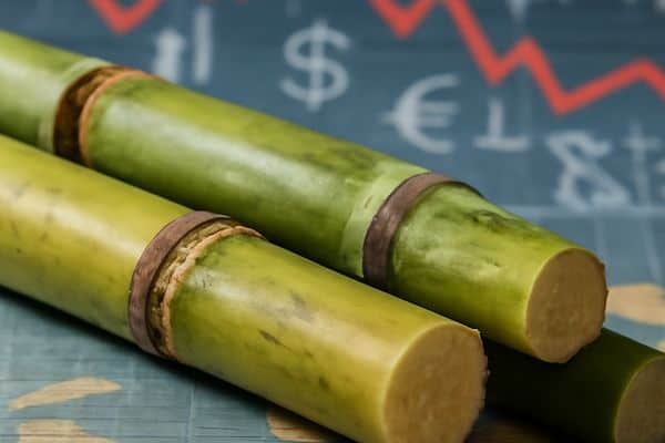 Sugar Cane Market Analysis: Price Softness & Outlook | ICE No.11 Analysis