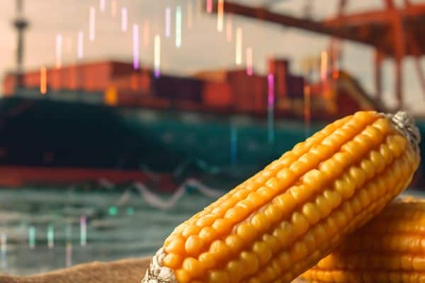 Corn Market Analysis: Stable Prices and Low Volatility, Key Factors to ...